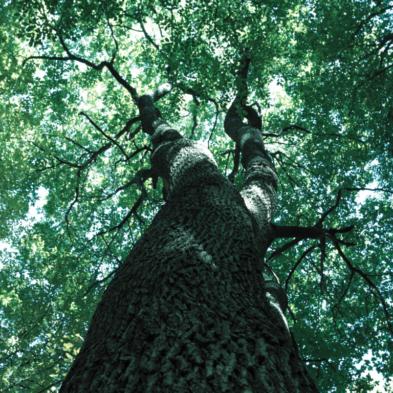 Environmental - Convex Insurance US